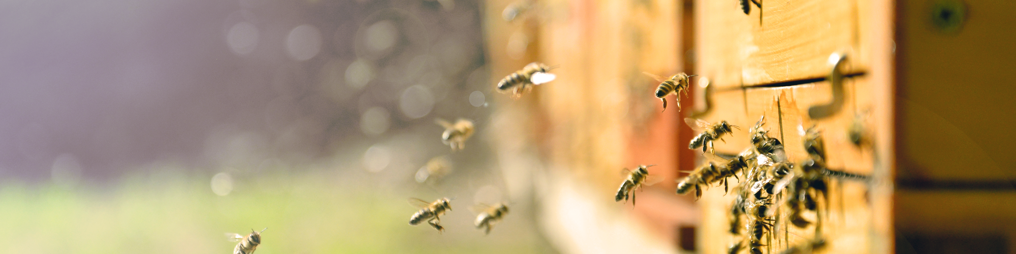 International Bee Day: bees will save the world – Davines Cyprus